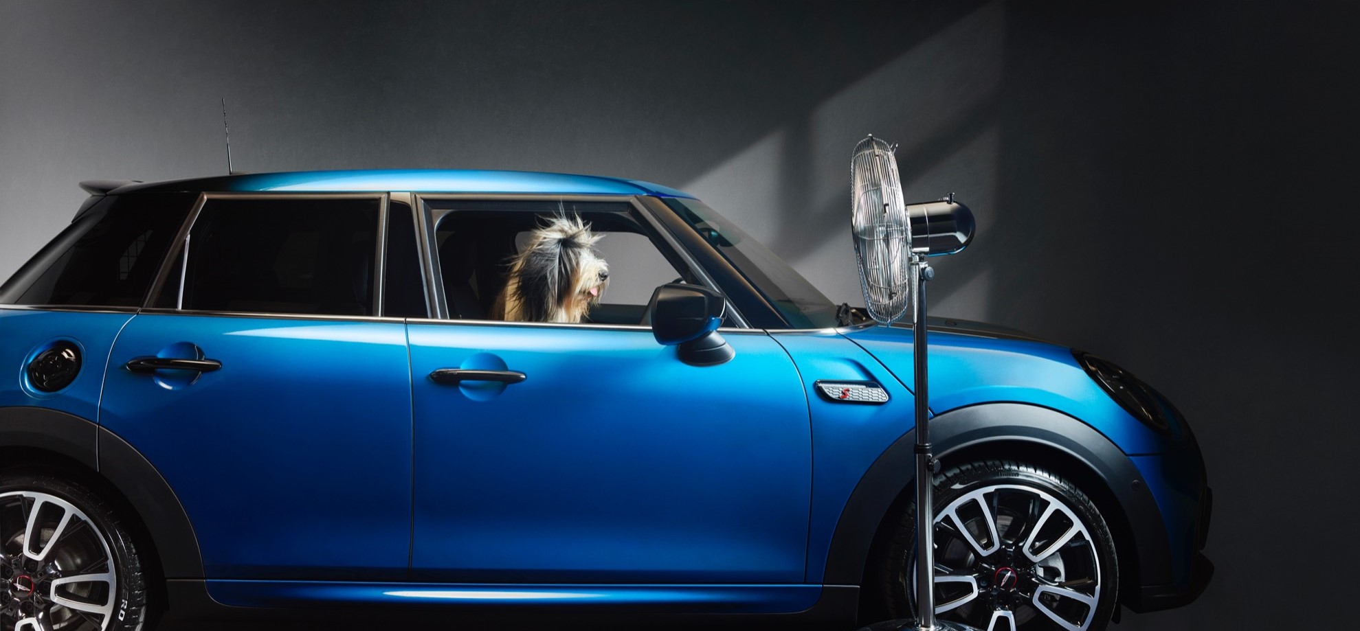 Dogs Hub | Bowker MINI